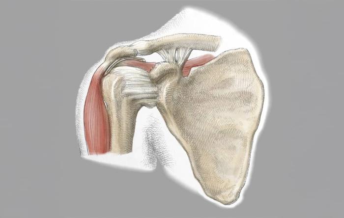 Rotator Cuff Repair | Rehab Protocol & Recovery Time Frame
